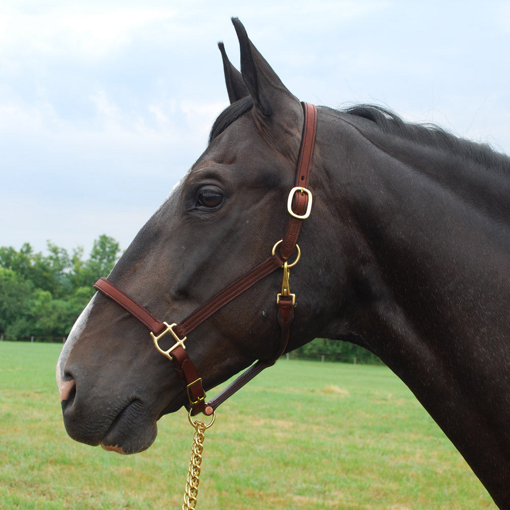 Stable Halters