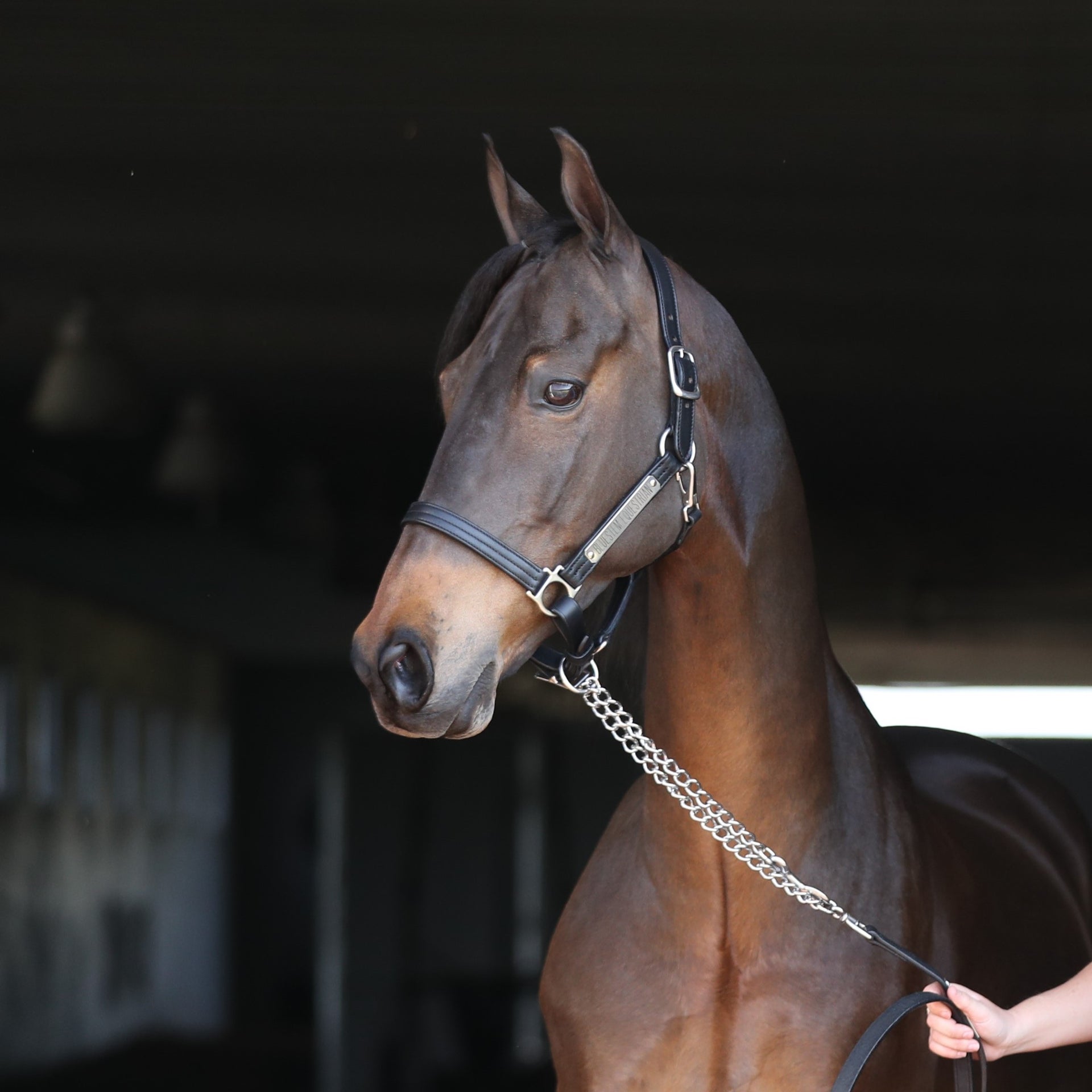 Freedman's | Saddlery, Harness, Bags & Accessories